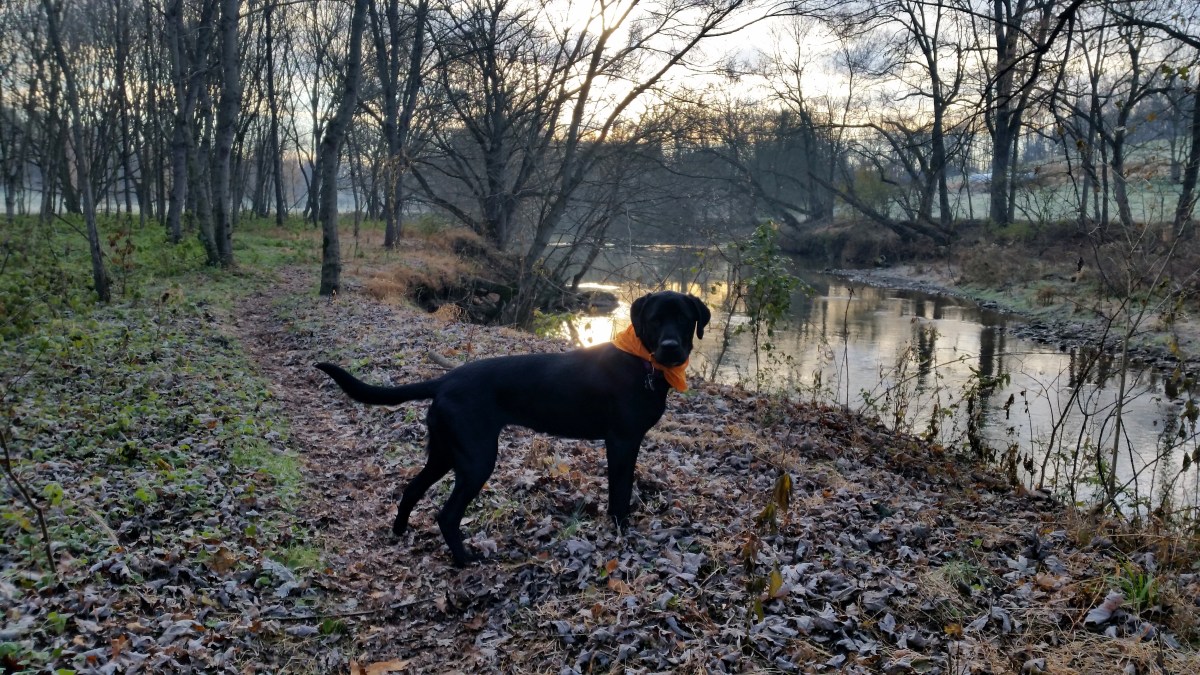 Courage – Lessons from a Lab