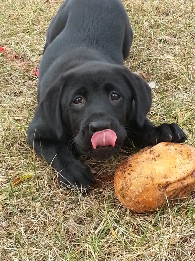 A Walk to the Garden of Prayer – Lessons from a Lab