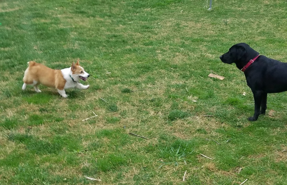 A Labrador and a Corgi: A Lesson on Resolving Differences – Lessons ...