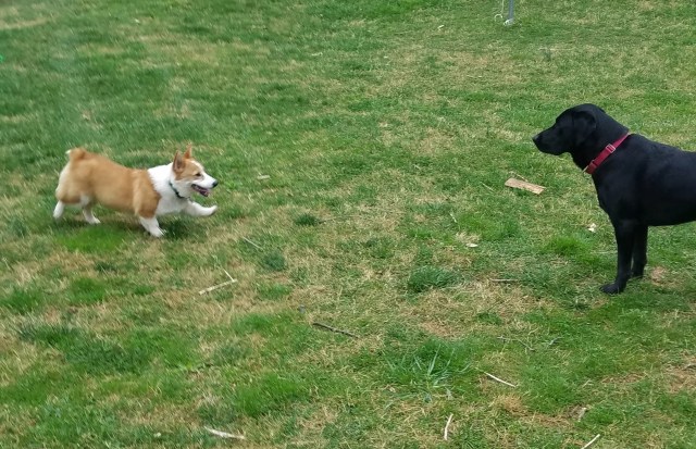 A Labrador and a Corgi: A Lesson on Resolving Differences – Lessons ...