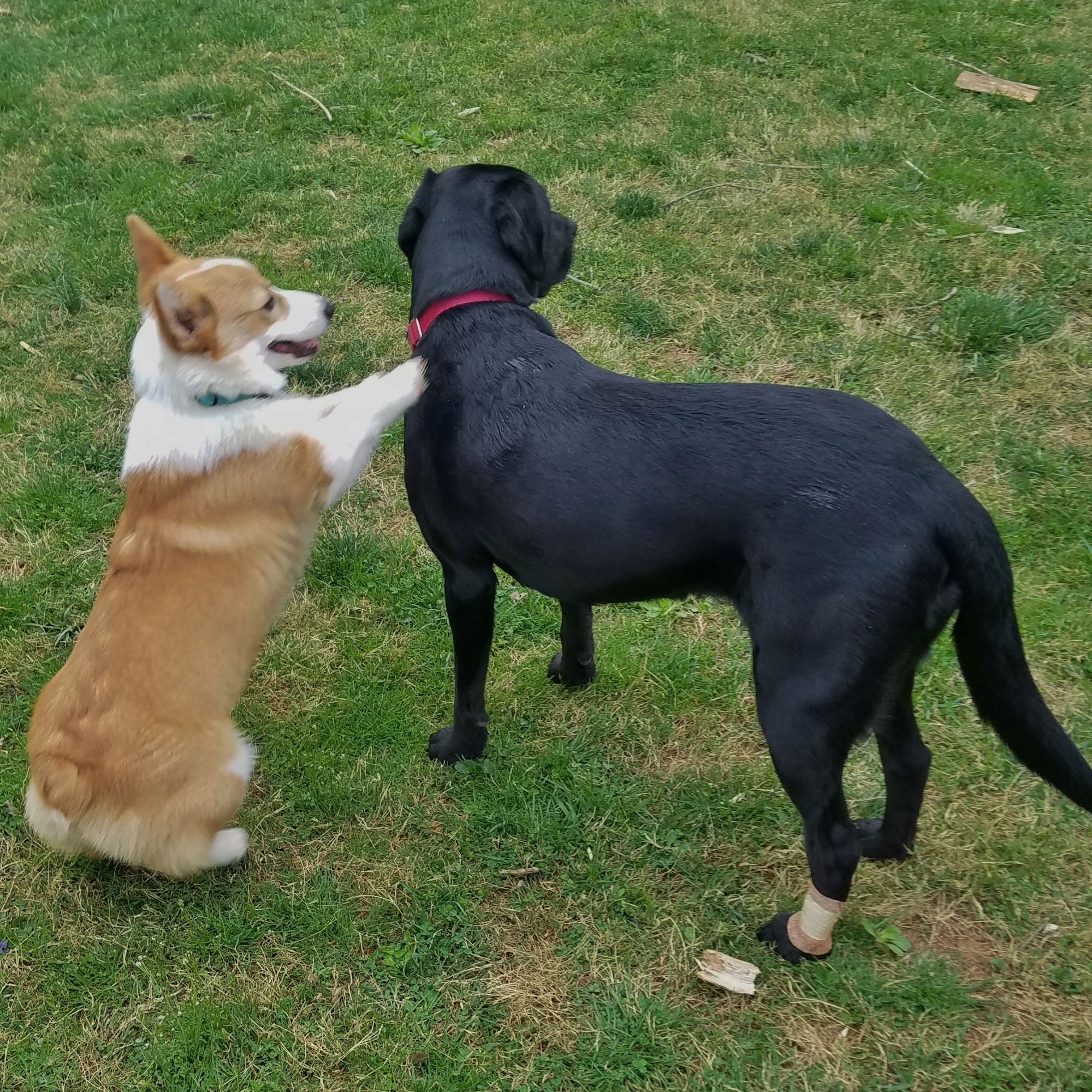 A Labrador and a Corgi: A Lesson on Resolving Differences – Lessons ...