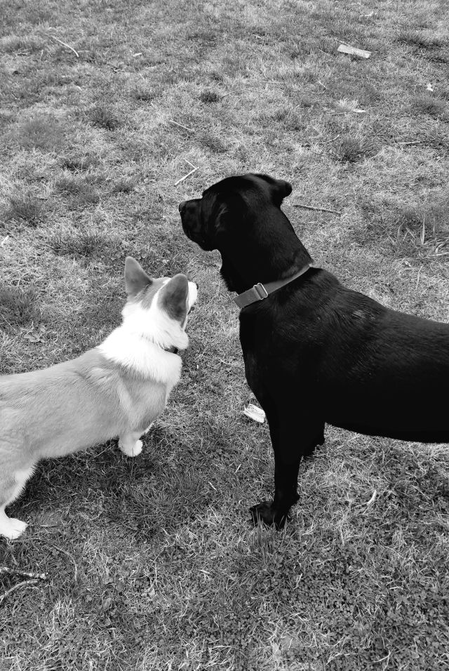 A Labrador and a Corgi: A Lesson on Resolving Differences – Lessons ...