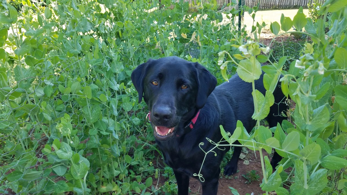A Pea Pickin’ Labrador – Lessons from a Lab