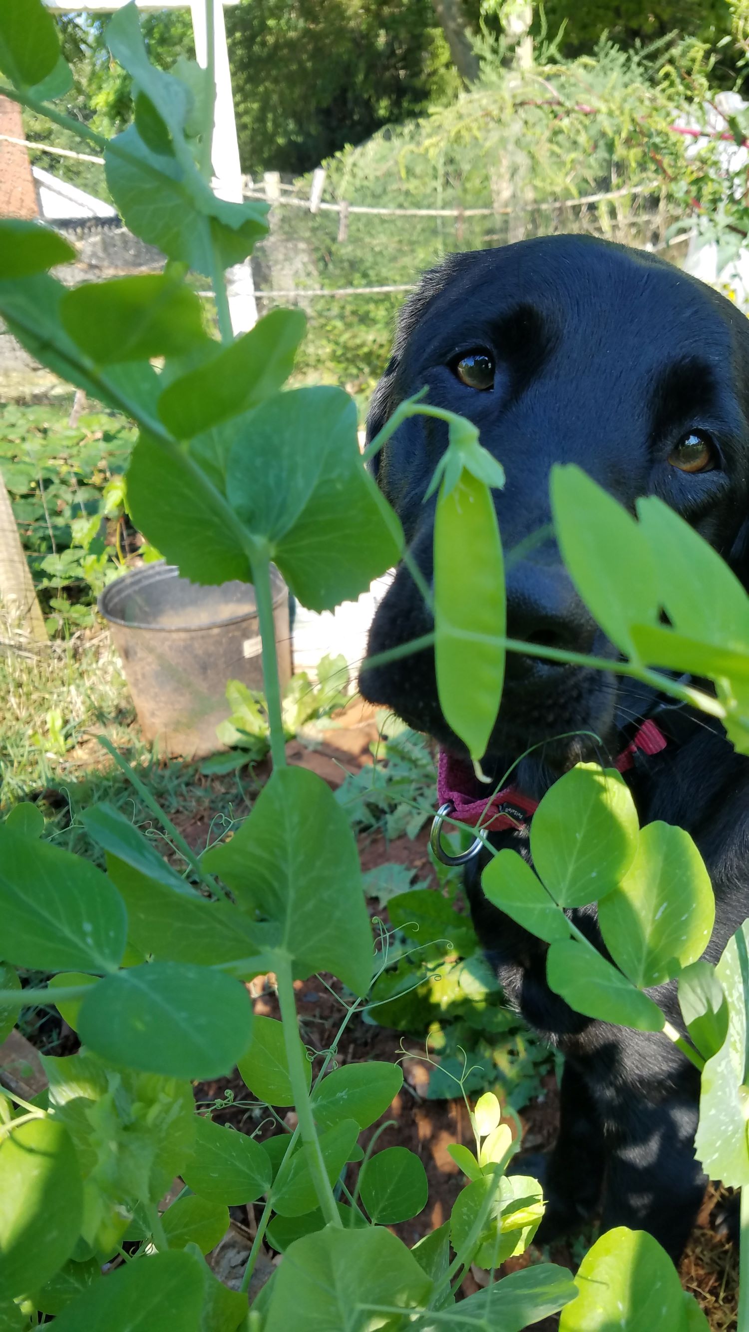 A Pea Pickin’ Labrador – Lessons from a Lab