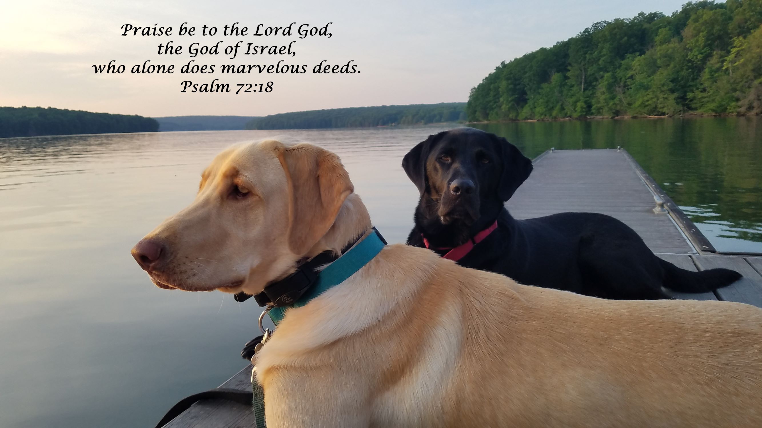 A Moment with Our Creator: Psalm 72:18-19 – Lessons from a Lab