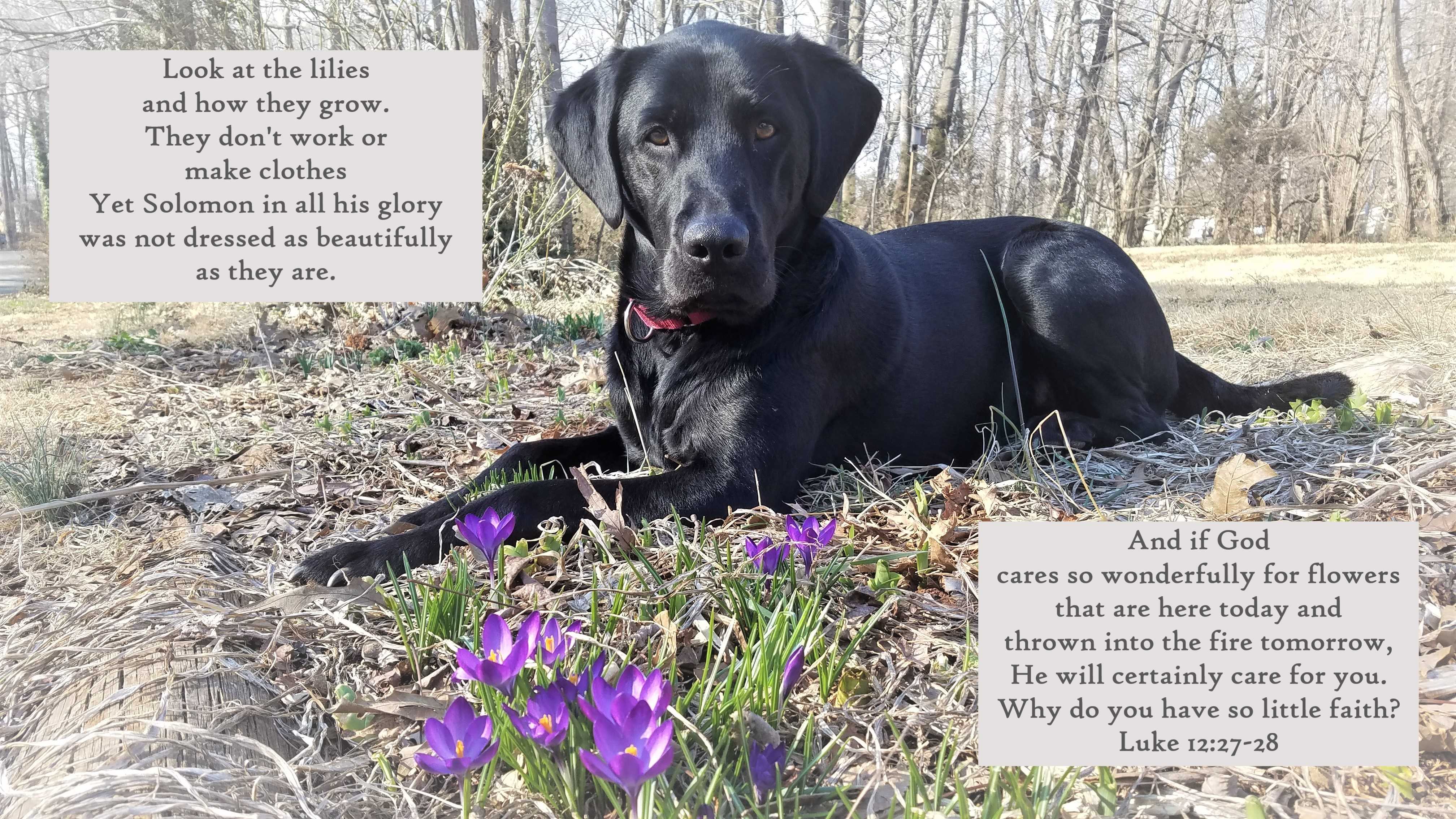 A Moment with our Creator: Luke 12:27-28 – Lessons from a Lab